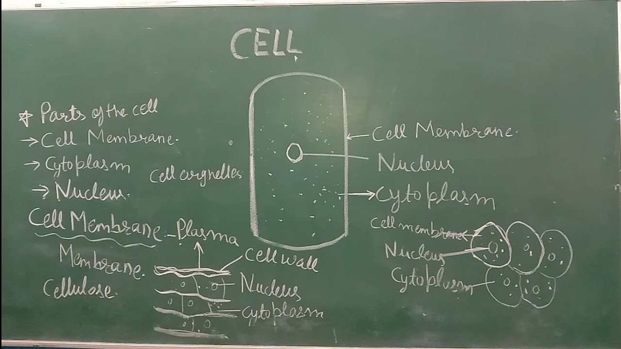 Video no. 26 Cell class 8 science - YouTube