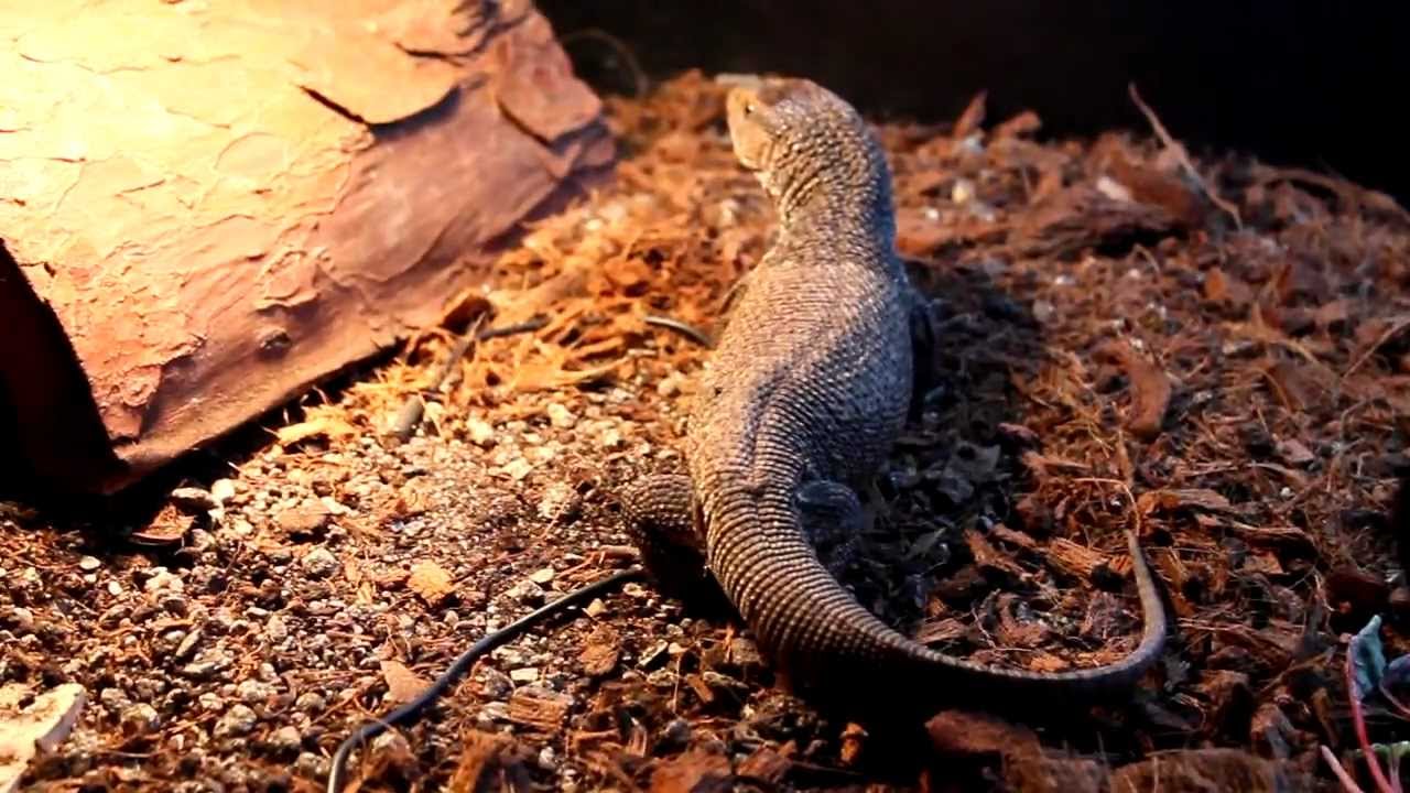 Savannah Monitor and The Roaches - Its Feeding Time - YouTube