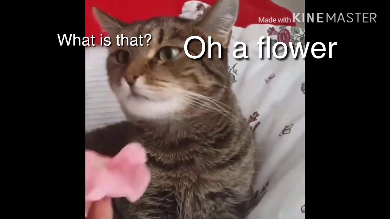 Flower cat meme - YouTube