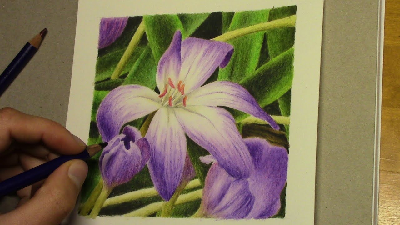 drawing autumn crocuses with Inktense pencils - YouTube