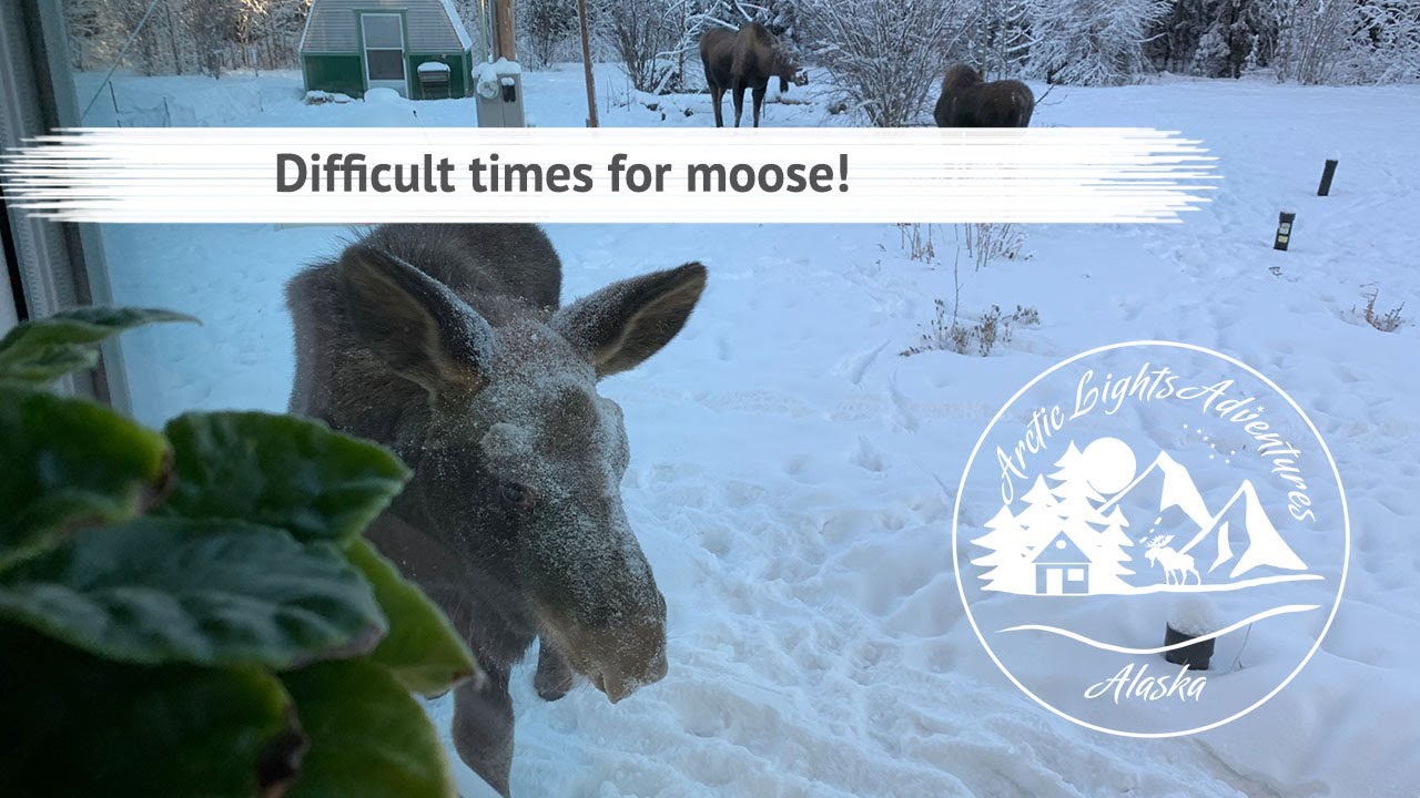 Arctic Moose In Snow