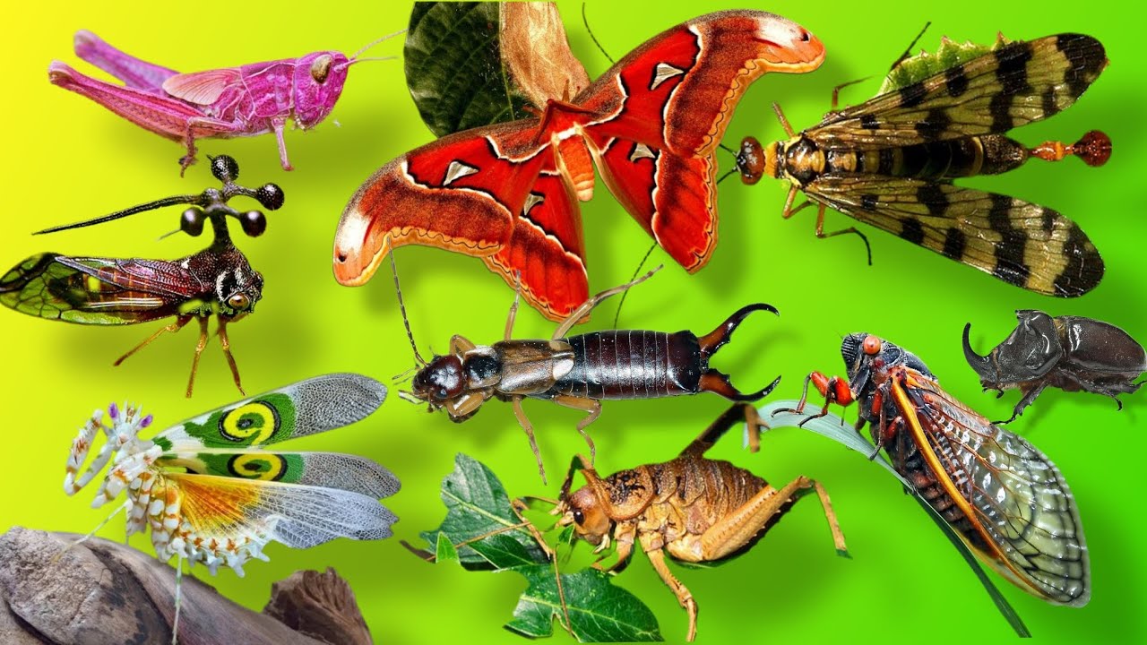 NOMBRES DE LOS INSECTOS más RAROS del MUNDO 🐛🪰🐜 - YouTube
