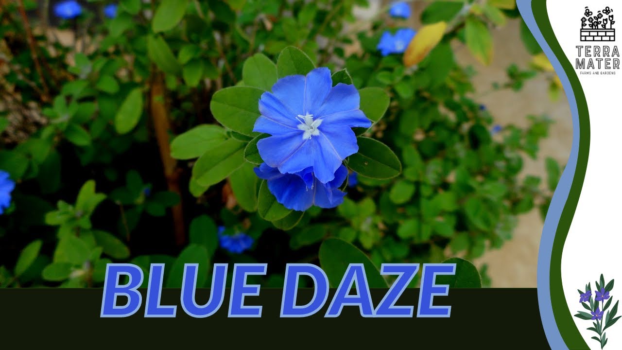BLUE DAZE: Vivid Sky-Blue Blooms Care Guide (Evolvulus glomeratus ...