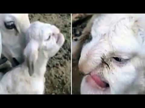 Lamb born with HUMAN FACE terrifies village - YouTube