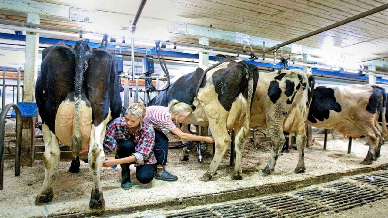 Futuristic Farmstead: Blazing Trails in Modern Cattle Farming ...