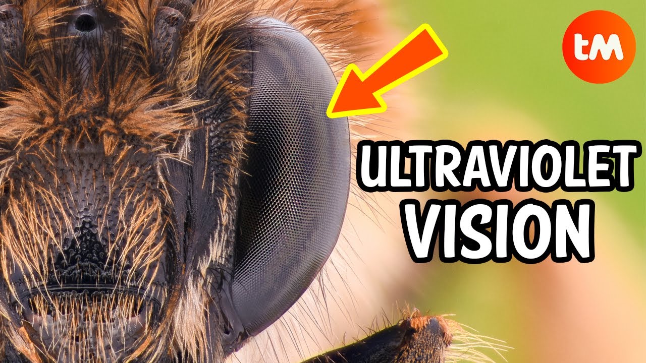 10 THINGS You Didn t Know About BEES YouTube 10 THINGS You Didn t Know About BEES YouTube