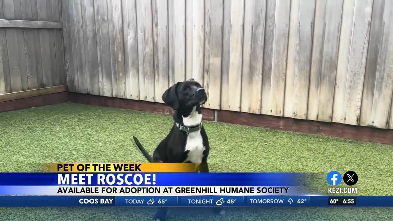 Pet of the Week: Roscoe - YouTube