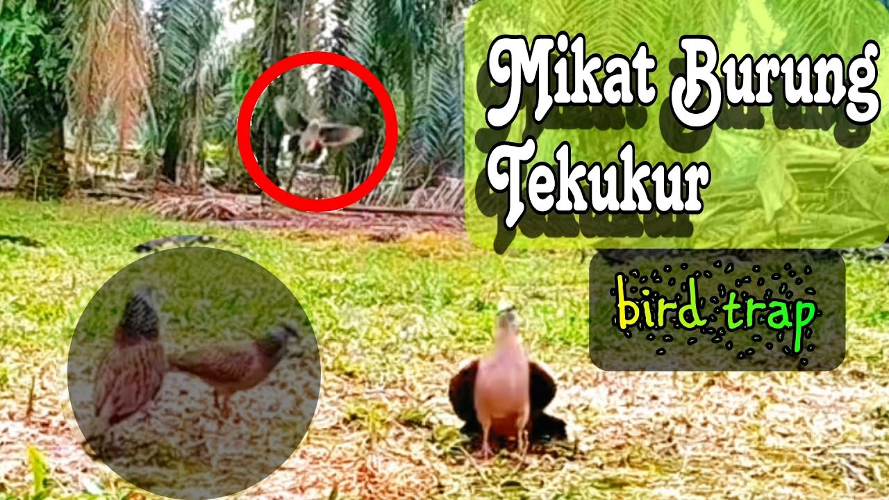 mikat burung tekukur, bird trap - YouTube