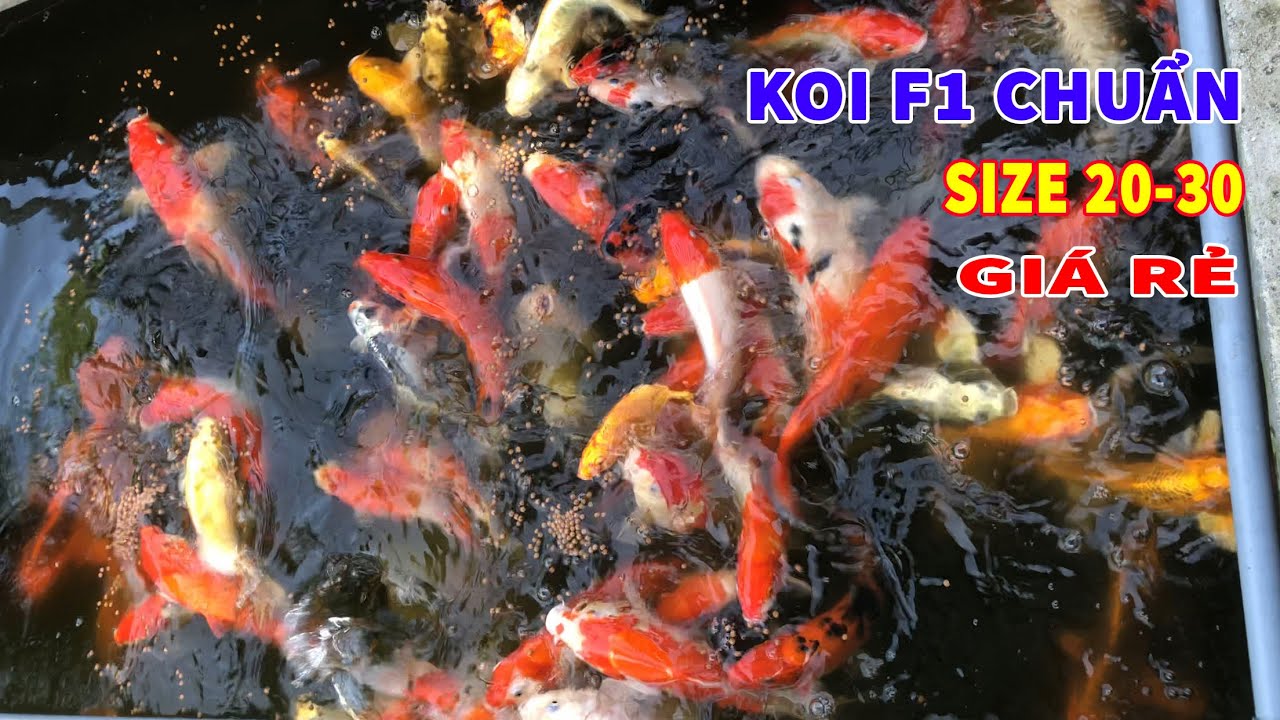 KOI F1 CHUẨN SIZE 20-30 GIÁ RẺ #011 - YouTube