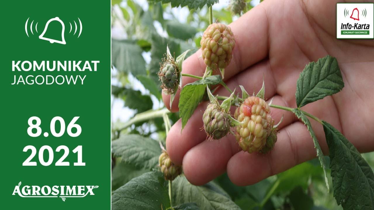 Choroby i szkodniki malin uprawianych w tunelach w końcu kwitnienia ...