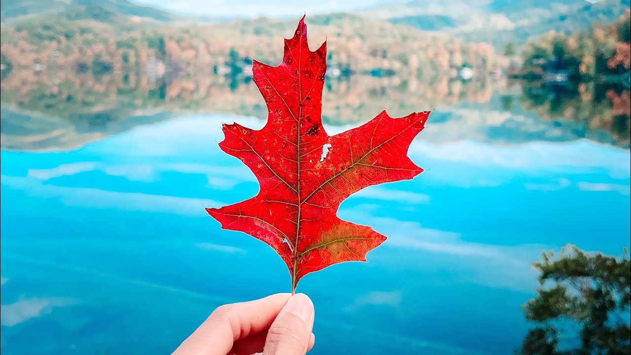 Fall foliage 2022 in Asheville, North Carolina - YouTube