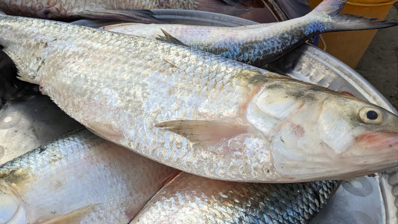 ২ কেজি ওজনের পদ্মার ইলিশ মাছ কত টাকা মূল্য দেখুন😱Big padma ilisha fish ...