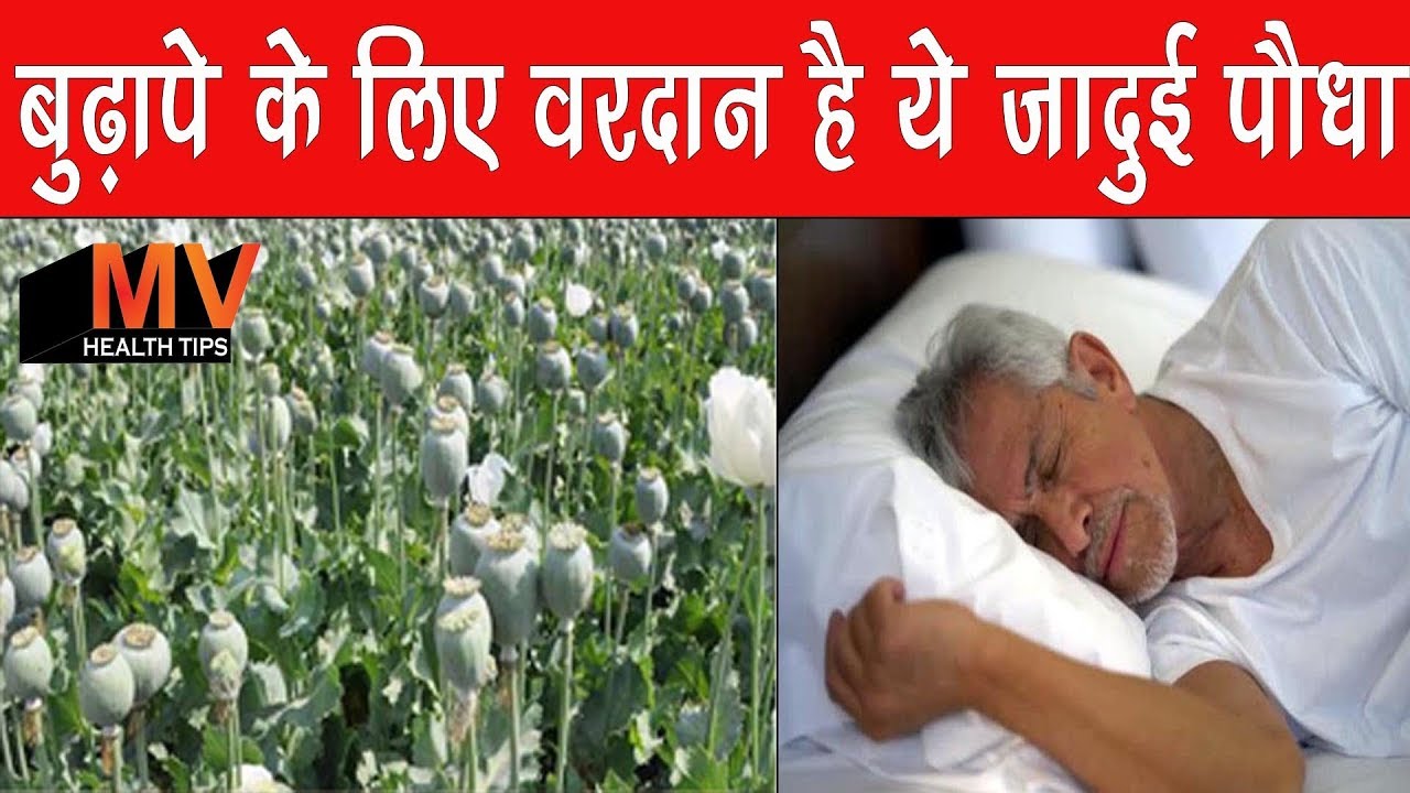 अफीम के हैरान करने वाले आयुर्वेदिक फायदे आपको चौंका देंगे | Ayurvedic ...