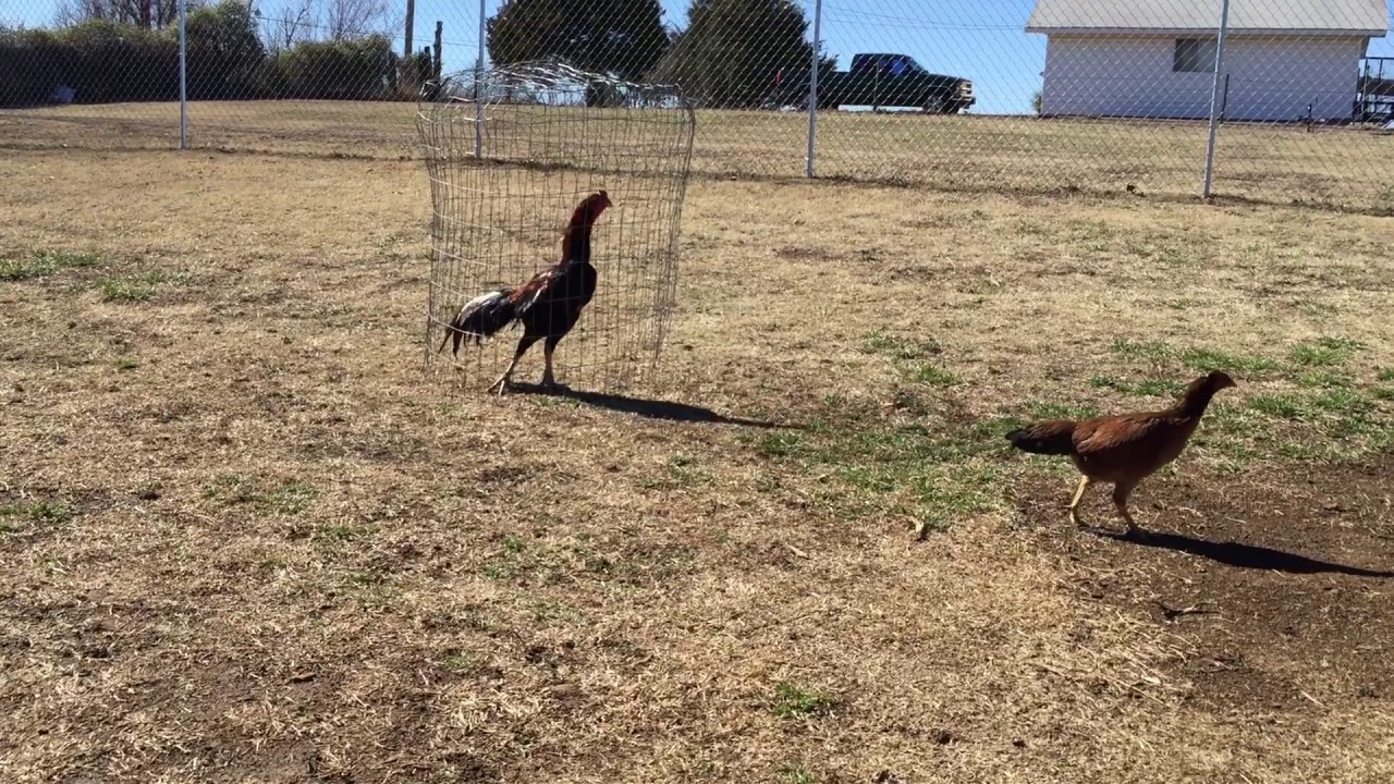 Qaib Elephant, Explain Qaib Styles - YouTube