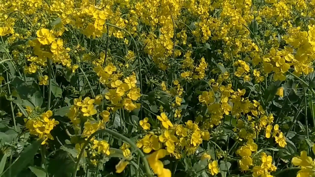 হলুদ আর হলুদ। নয়নাভিরাম হলুদের সমারোহ। সরিষা ফুল। Shorisha ful ...
