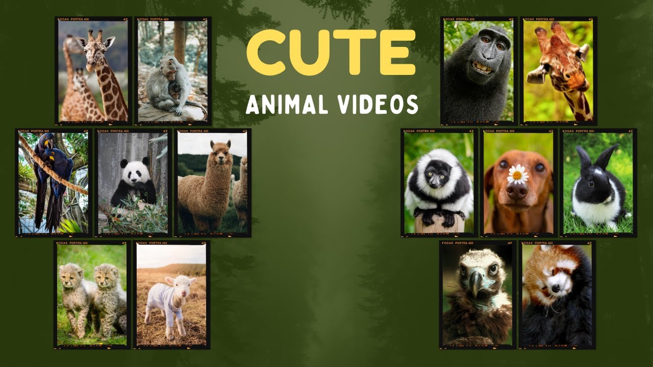 Cute animal videos baby birds, ducks, frogs, pandas, lemurs, penguins ...