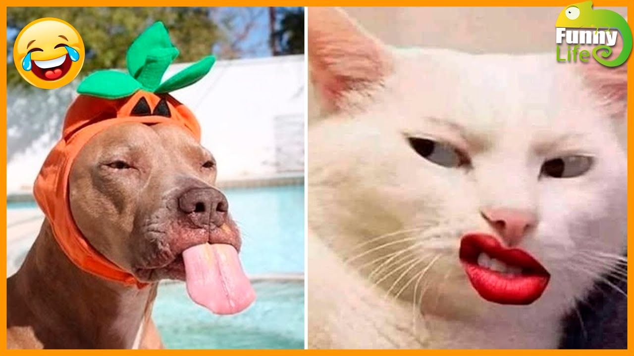 Animais aprontando 😸🐵🐶🐴 - YouTube