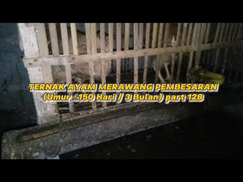 Ayam Merawang Umur ±150 Hari / 4 Bulanan - Ternak Ayam Merawang ...