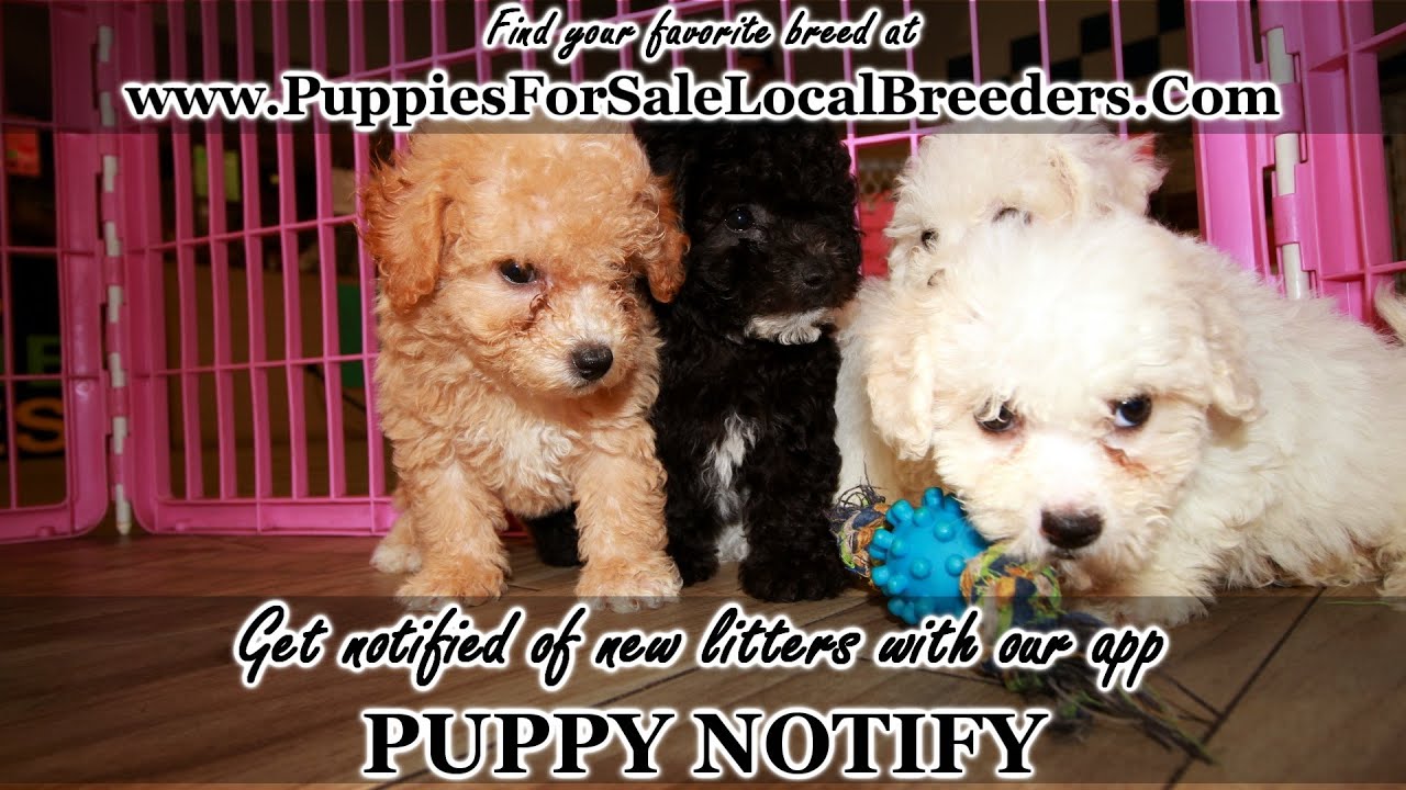 Cavachon, Yorkie, Bichonpoo, Cavapoo, Maltipoo, Bichon Frise, Puppies ...