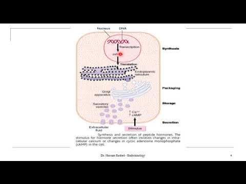 Introduction to endocrine system Lecture 1 part 2- DR HUSSAM RASHED - YouTube