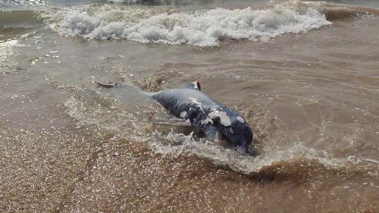 Spotted a dolphin carcass, Colombo Sri Lanka - YouTube