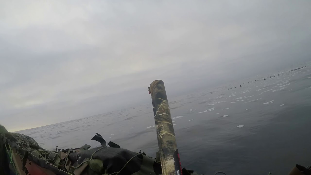 Duck and turr hunting Newfoundland - YouTube