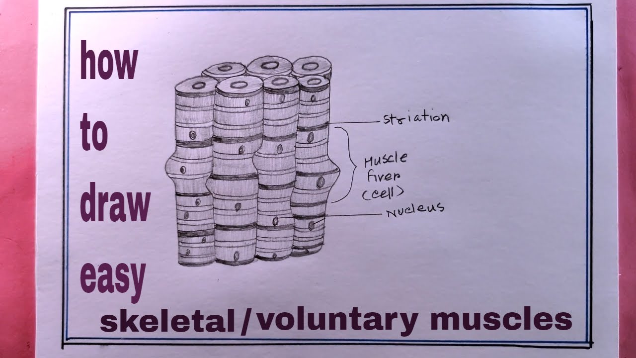 how to draw skeletal (voluntary muscles) step by step easy - YouTube