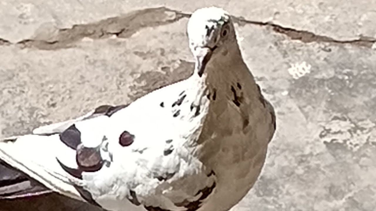 Rubi Yadav UP45 लाइव है! - YouTube