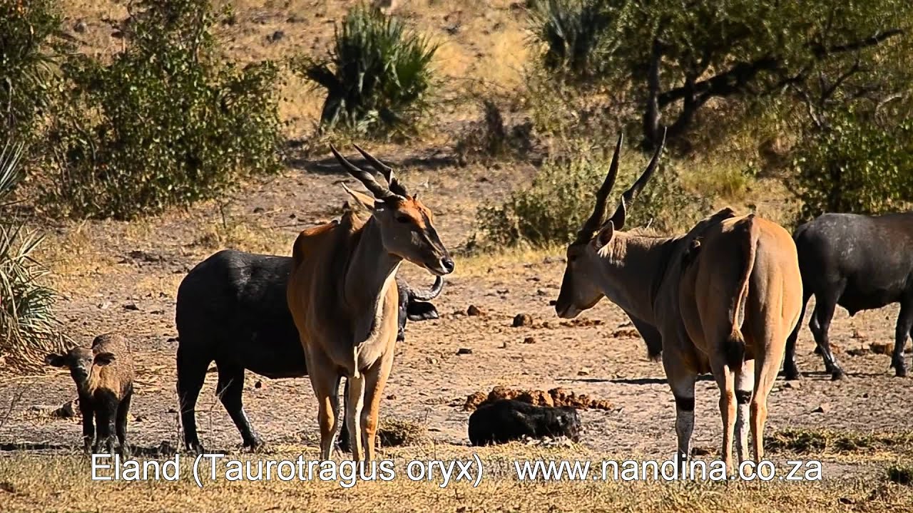 Eland Animal The World's Largest Antelope