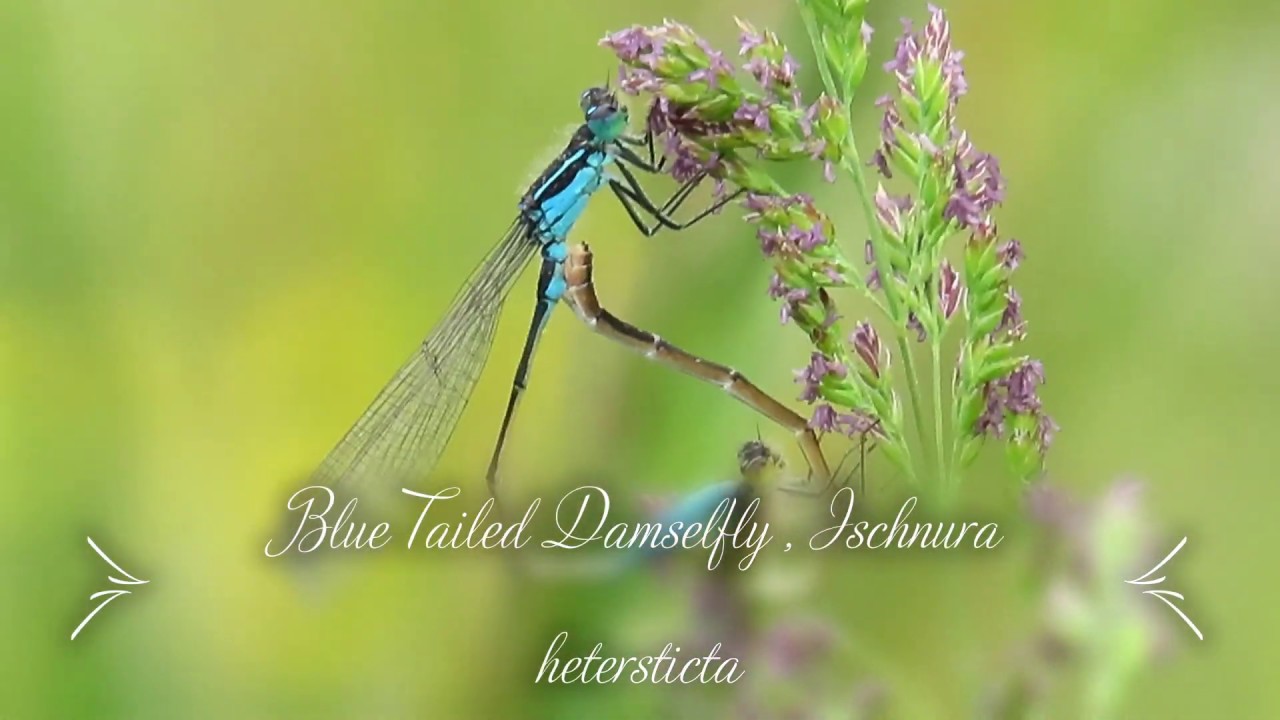 Blue tailed damselfly , Ischnura heteroticta -- Insect of Croatia - YouTube