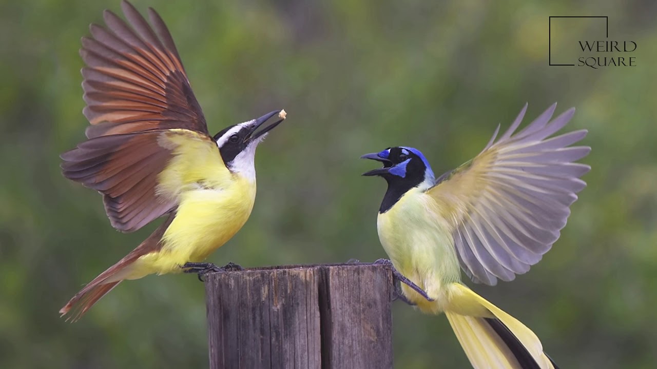 Interesting facts about great kiskadee by weird square - YouTube