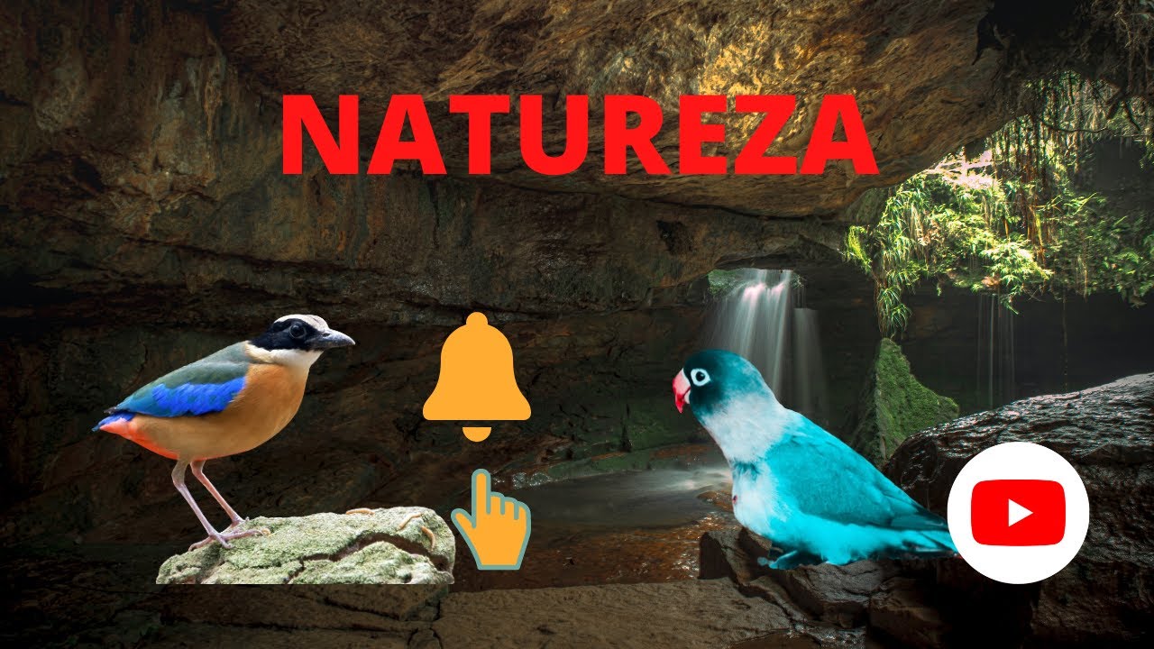 NATUREZA, Pássaros cantando na Natureza.... - YouTube