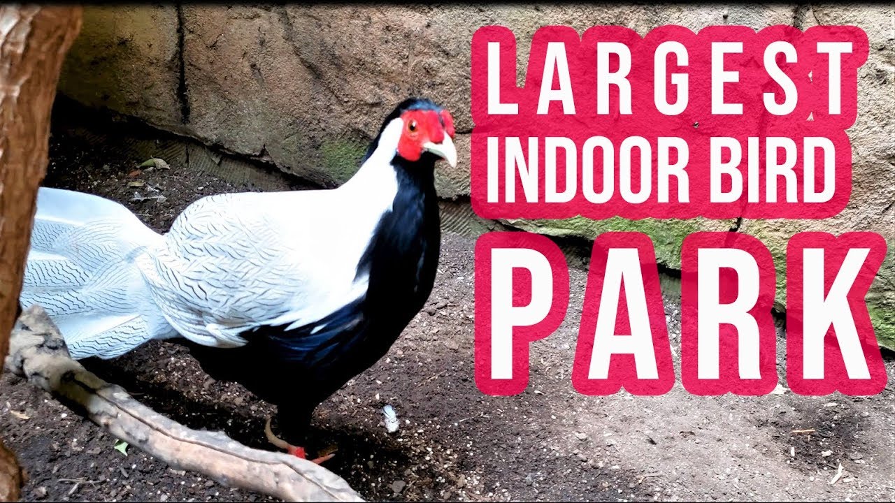 Largest Indoor Bird Park In The World - Lots of Talking Birds - BIRD ...