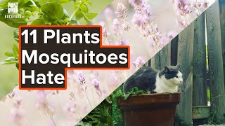 10 Plants That Mosquitoes Hate (And We Love) | Backyardscape