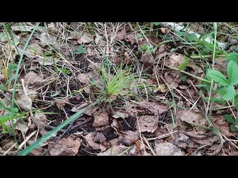24.05.2020 г. Маленький сеянец кедровой сосны - YouTube