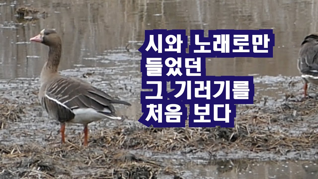 시와 노래로만 들었던 그 기러기를 처음 보다 / 경기 파주에서 2024.3. - YouTube