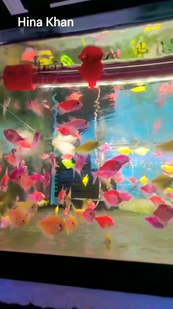 fish aquarium, freedom is for all breathtaking creatures so free free ...