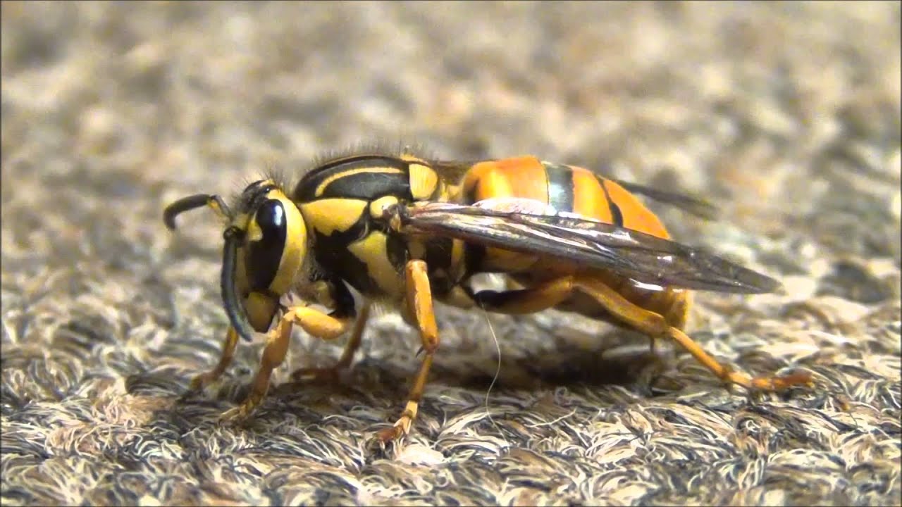 Southern Yellow Jacket Queen