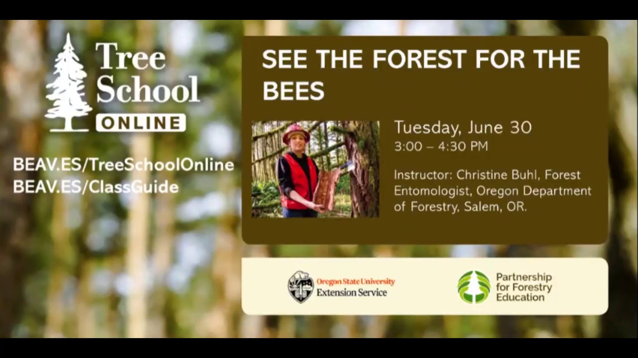 Tree School Online: See the Forest for the Bees - YouTube