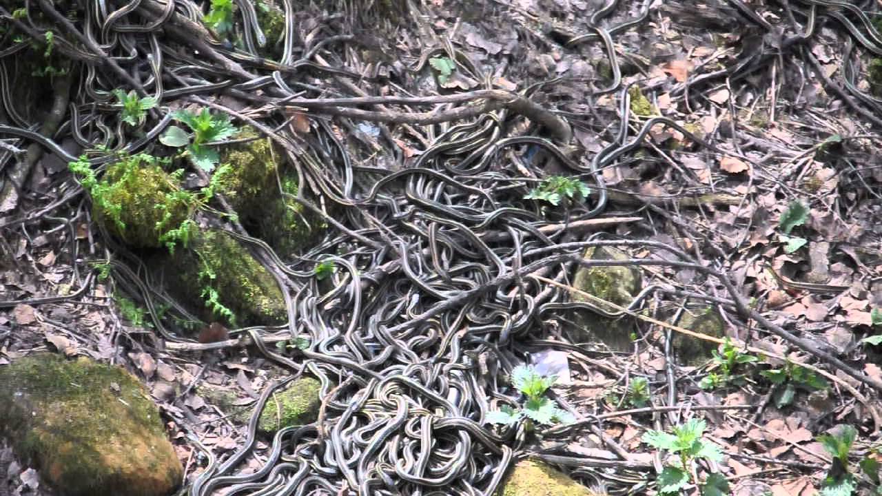 Narcisse Snake Pits 2 - YouTube