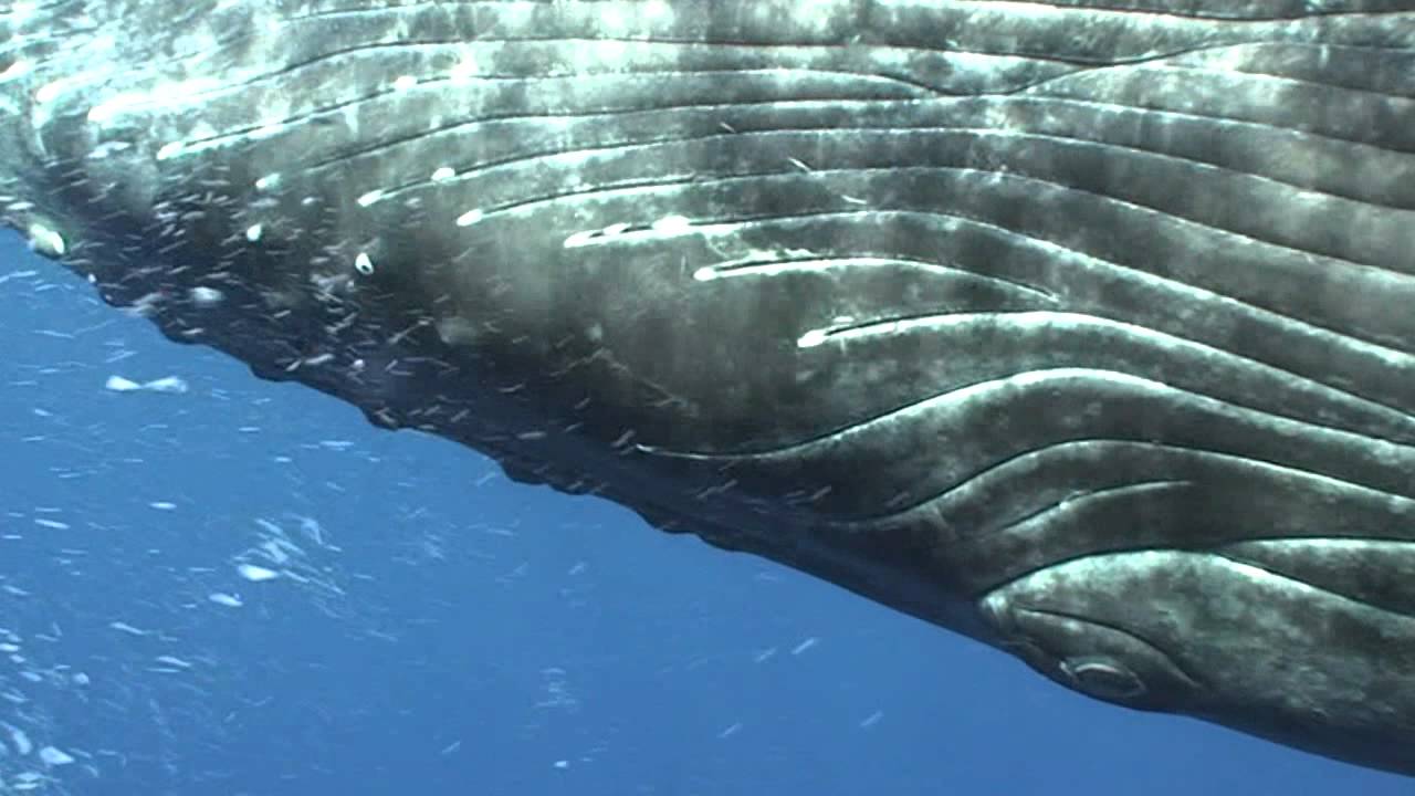 WALVISSEN.wmv - YouTube