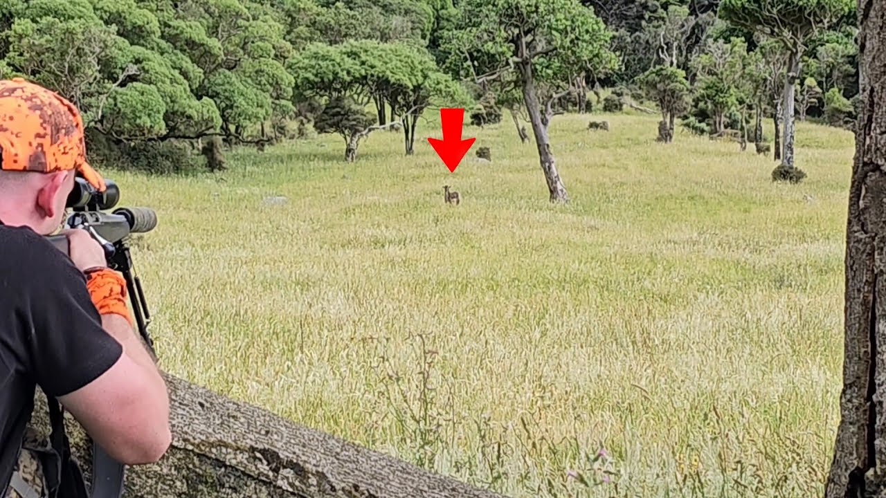 NZ Goat Hunting with the boys 🐐 20+ Goats seen! - YouTube