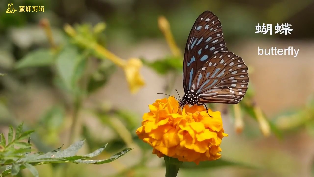 花园里的小生物 昆虫 爬虫 中文普通话learn chinese insects worms little creatures in the ...