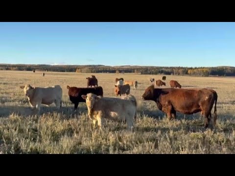 Cunningham Cattle Co. - 850# January Weaned Steers - 215 Head (Sundre ...