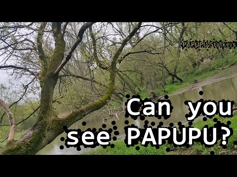 Crouching PAPUPU, hidden PAPUPU