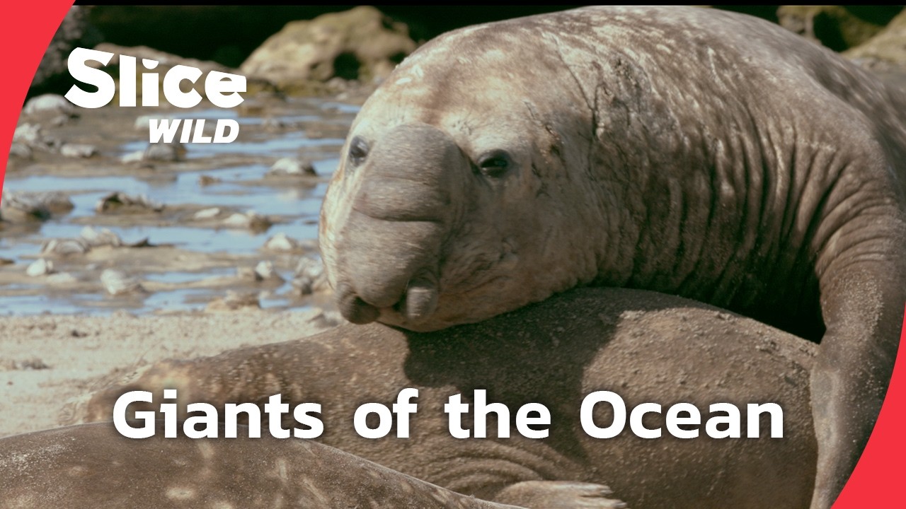 Into the Deep: Exploring the World of Whales and Dolphins | SLICE WILD ...