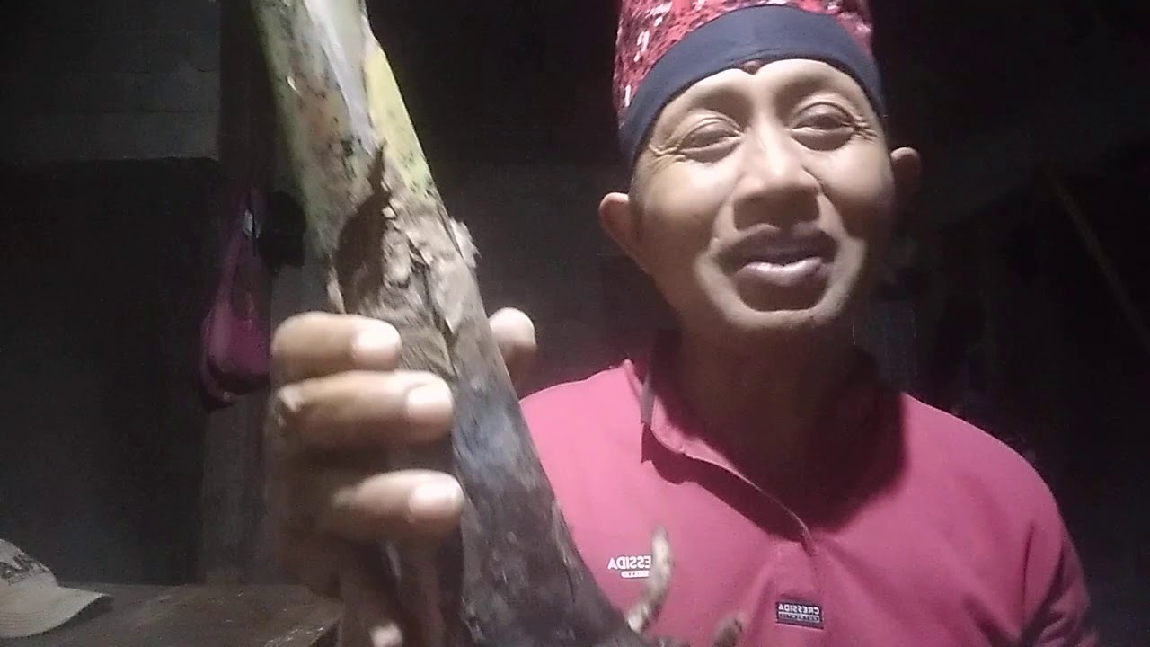 Bibit Ambon warangan,....!!!! Yang........ - YouTube