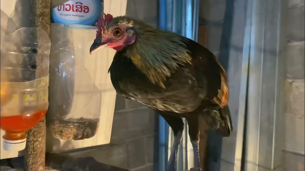 Me nyuam qaib f1,f2 - YouTube