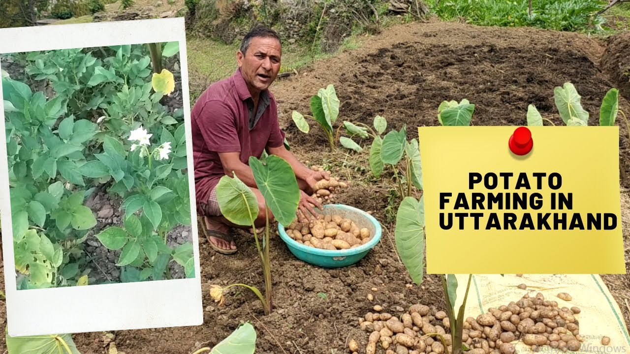 Potato Farming in India | how to grow potatoes at home|potato farming ...