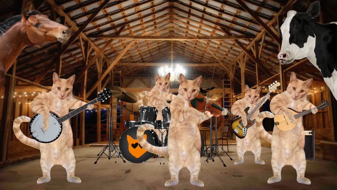 Barn Cat Bluegrass - Spon-J-Neous - YouTube